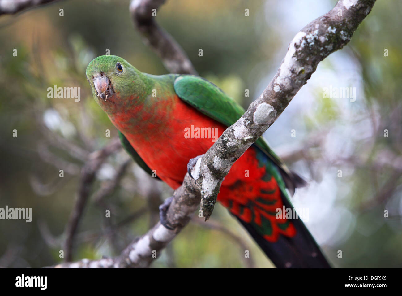 Female King Parrots (Male Vs Female Identification Guide), 59% OFF