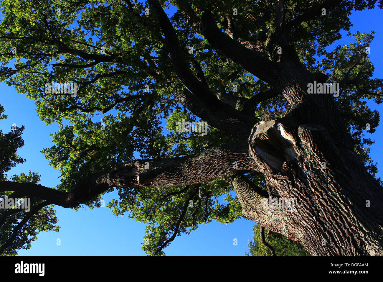 Oak tree near Chirk Stock Photo - Alamy