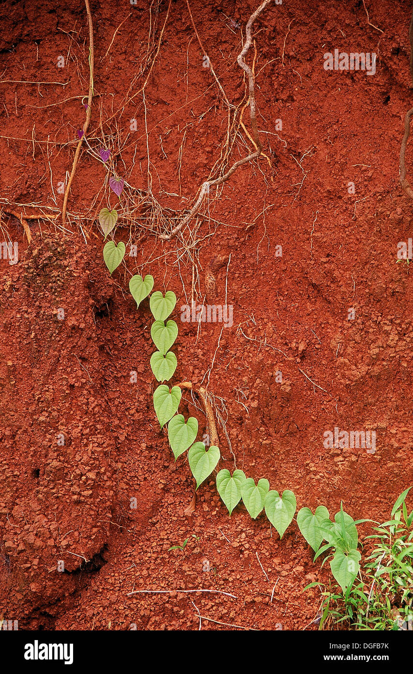 Root creeping hi-res stock photography and images - Alamy