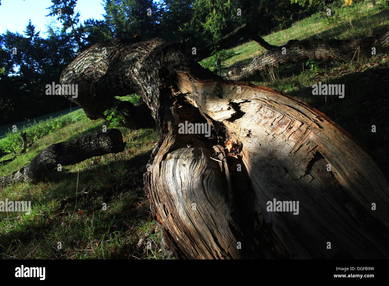 Fallen oak branch Stock Photo - Alamy