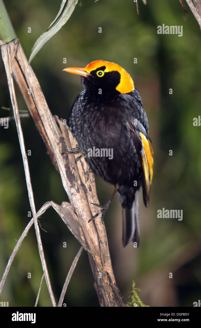 Regent Bird High Resolution Stock Photography and Images - Alamy