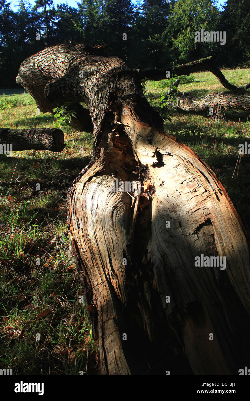 Fallen oak branch Stock Photo - Alamy