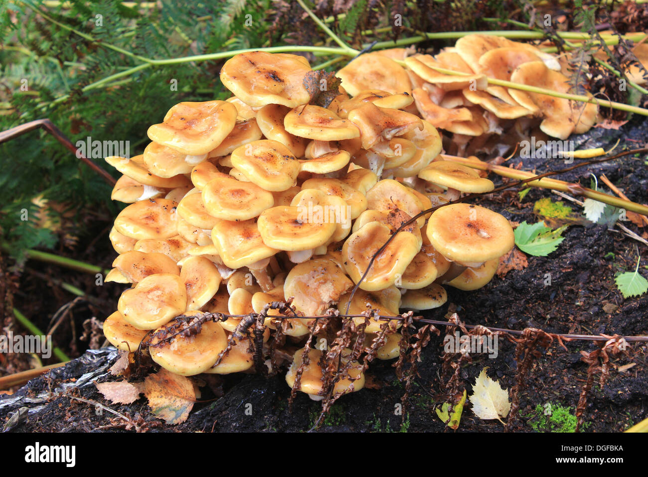 Honey fungus hi-res stock photography and images - Alamy