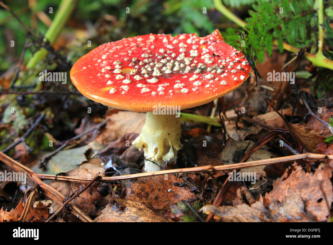 Toadstool amanita hi-res stock photography and images - Alamy