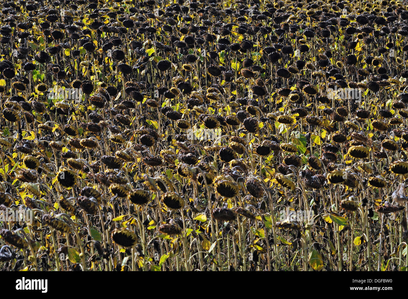Withered field of Sunflowers (Helianthus annuus), Knetzgau, Lower ...