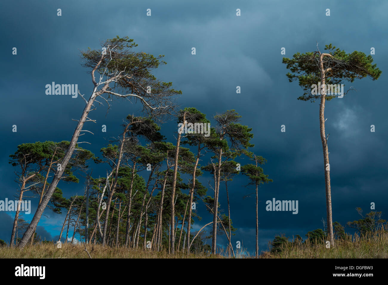 Wind-formed Pine Trees (Pinus sp.) on a Baltic Sea beach, Darss Forest ...