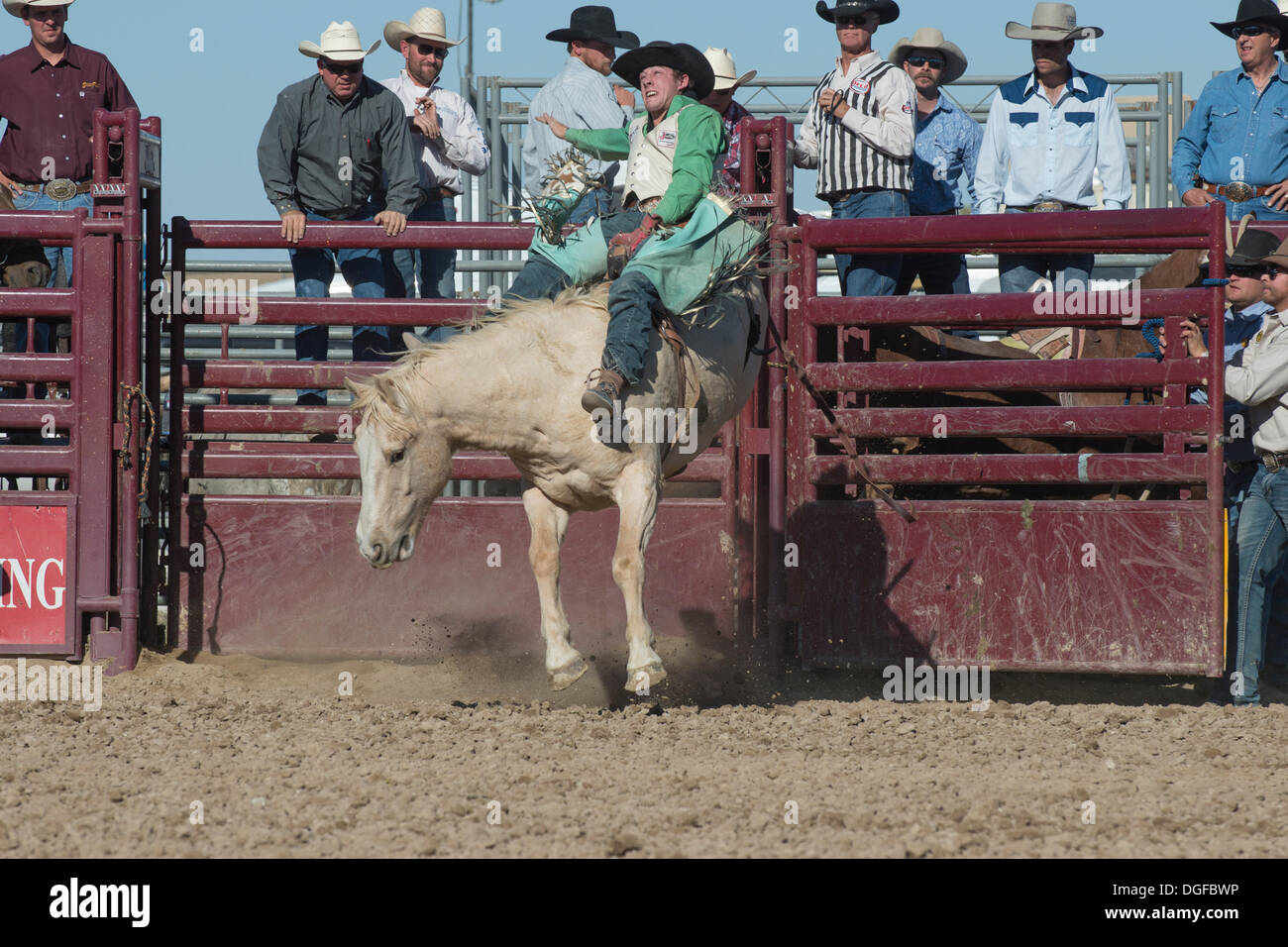 Bucking ram hi-res stock photography and images - Alamy