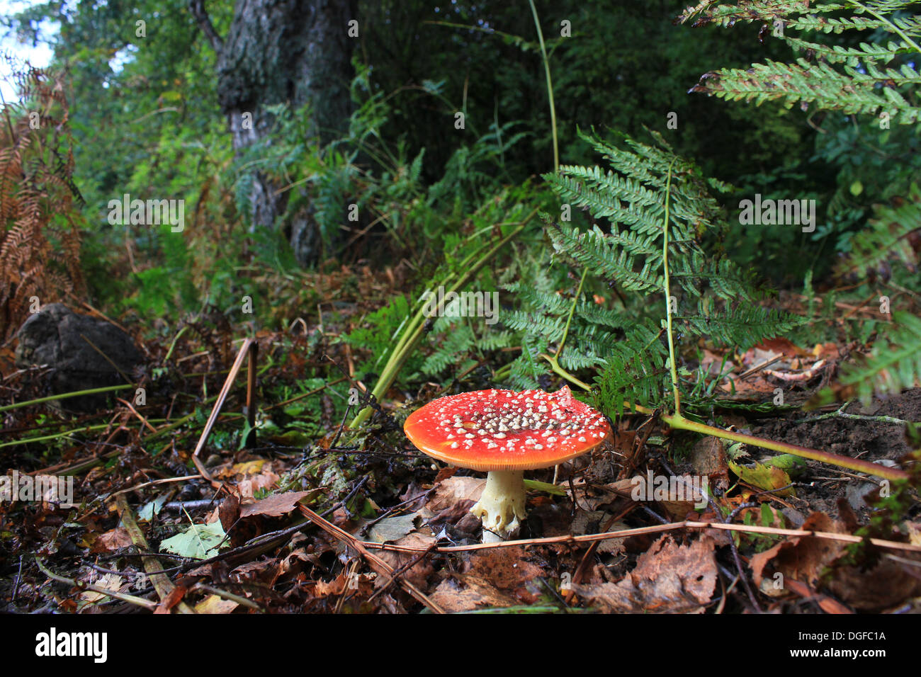 Toadstool amanita hi-res stock photography and images - Alamy