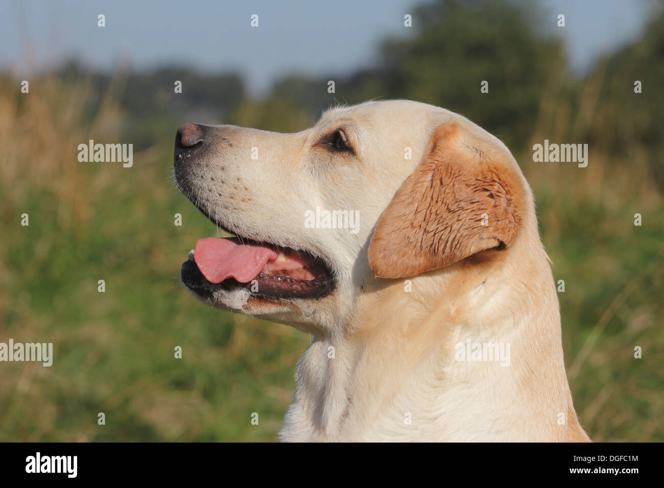 Labrador side profile hi-res stock photography and images - Alamy