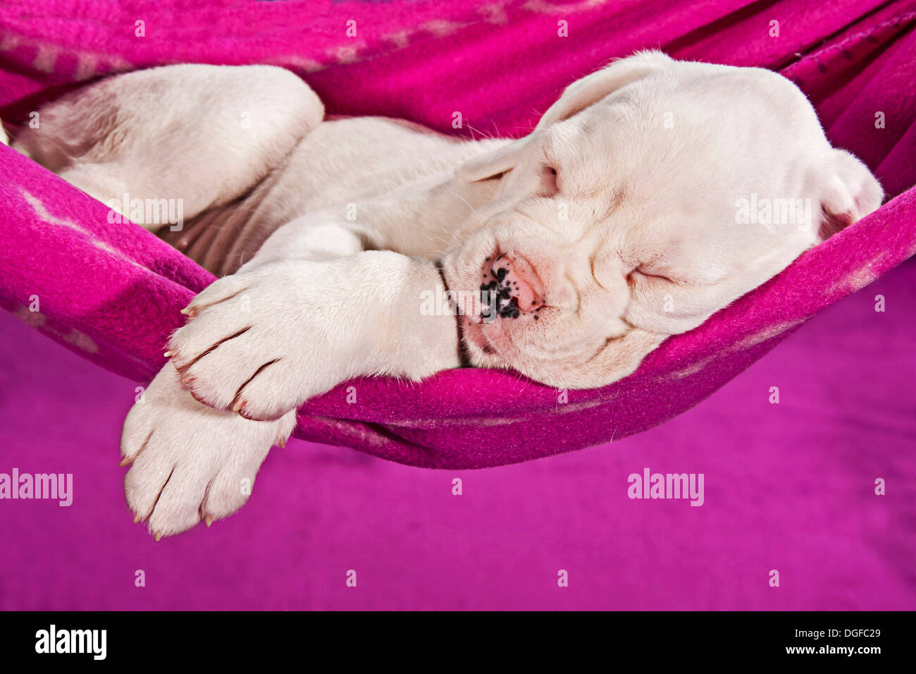 Boxer dog, puppy sleeping in a hammock Stock Photo - Alamy