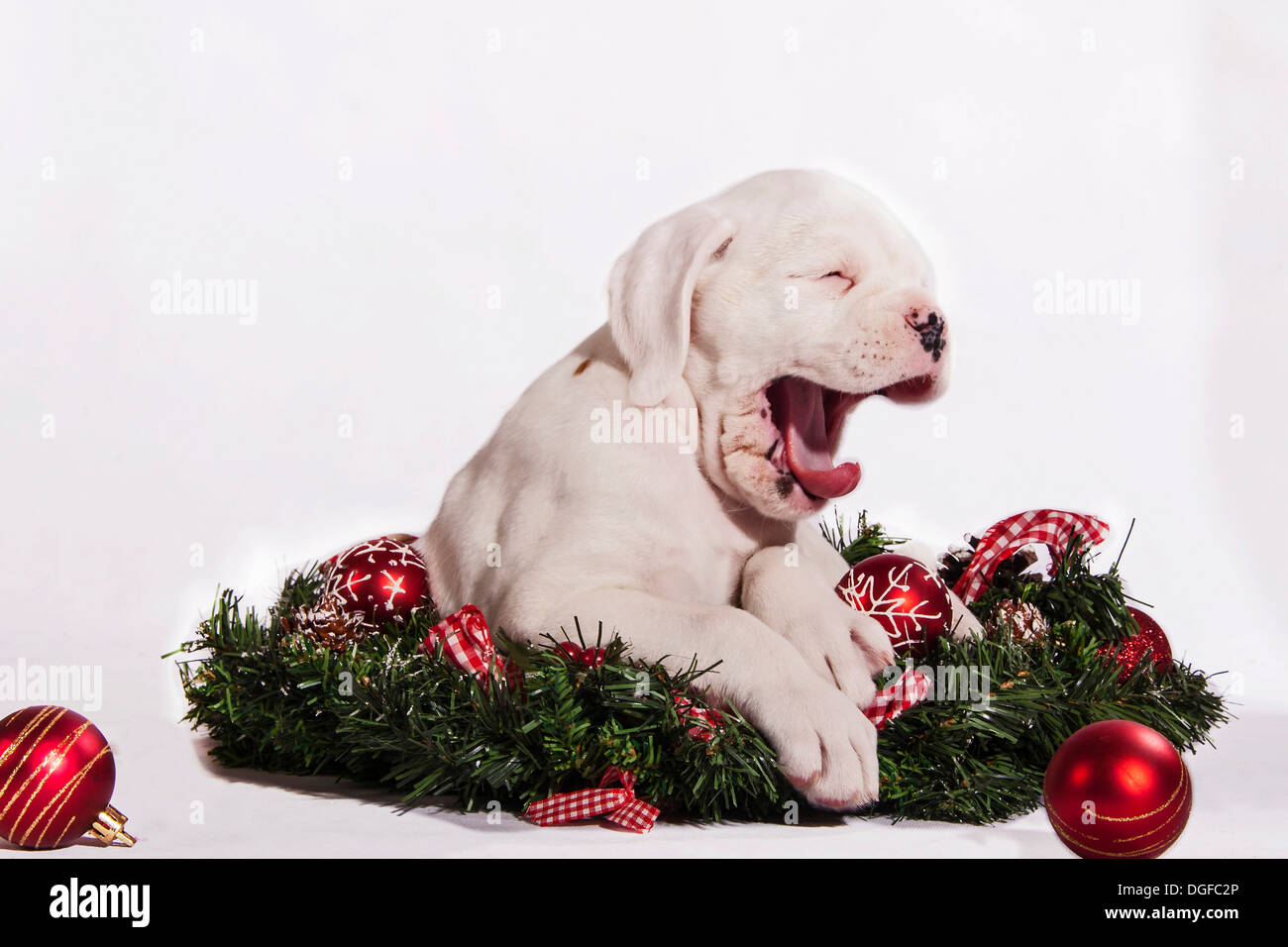 Yawning puppy hi-res stock photography and images - Alamy