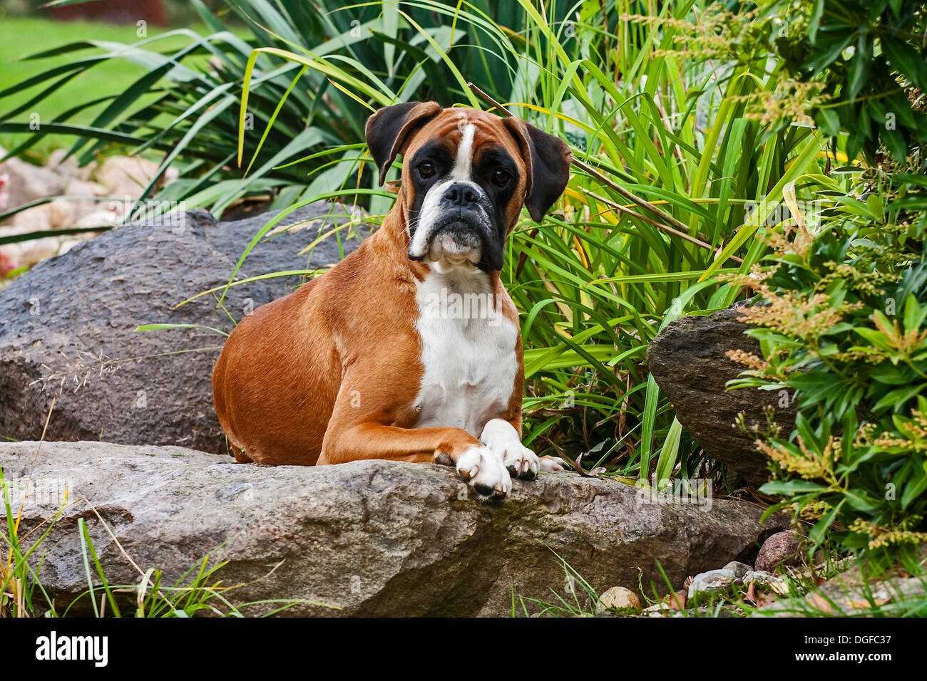 Boxer dog, lying on rocks Stock Photo - Alamy