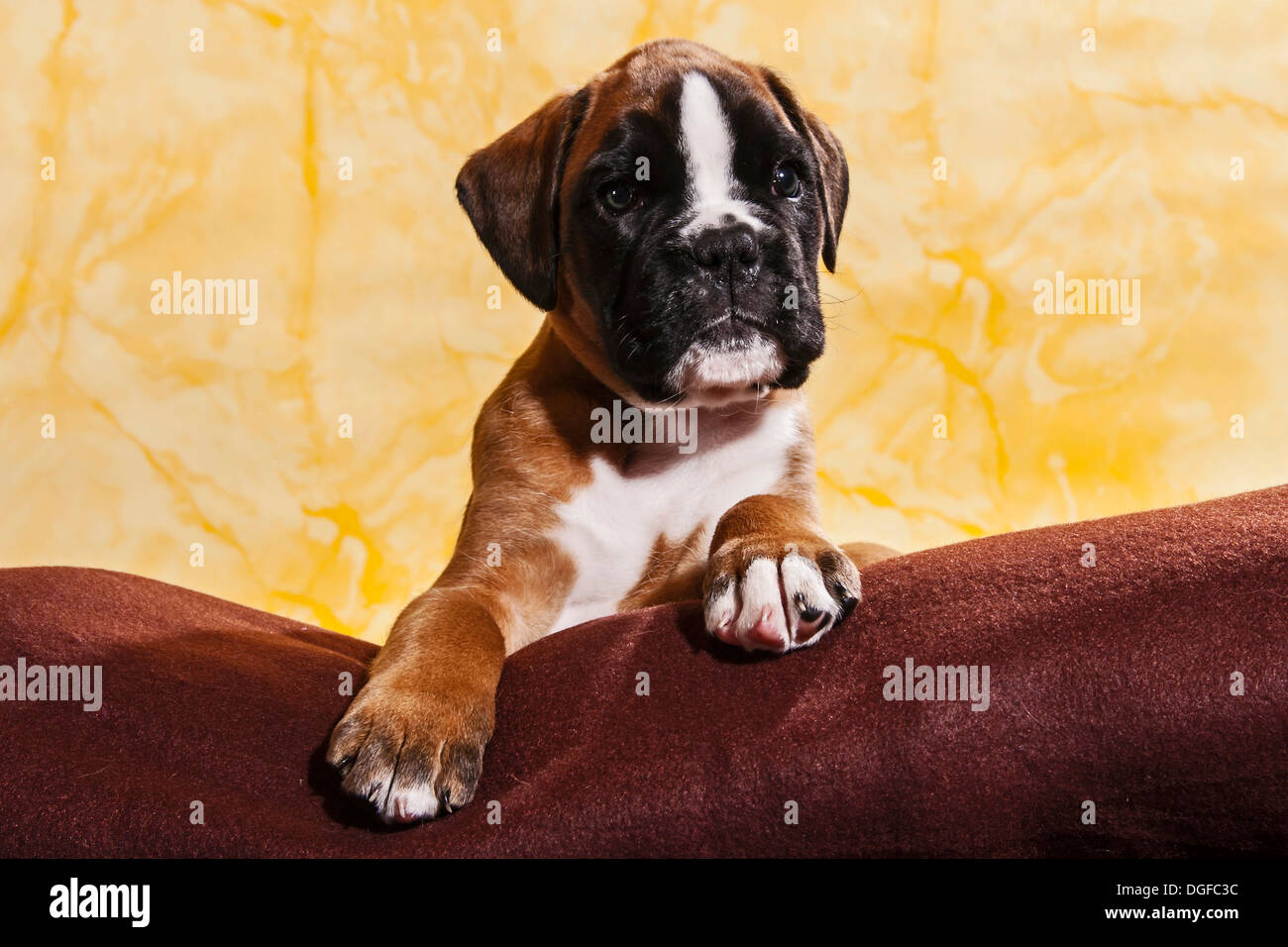 Boxer dog, puppy Stock Photo - Alamy