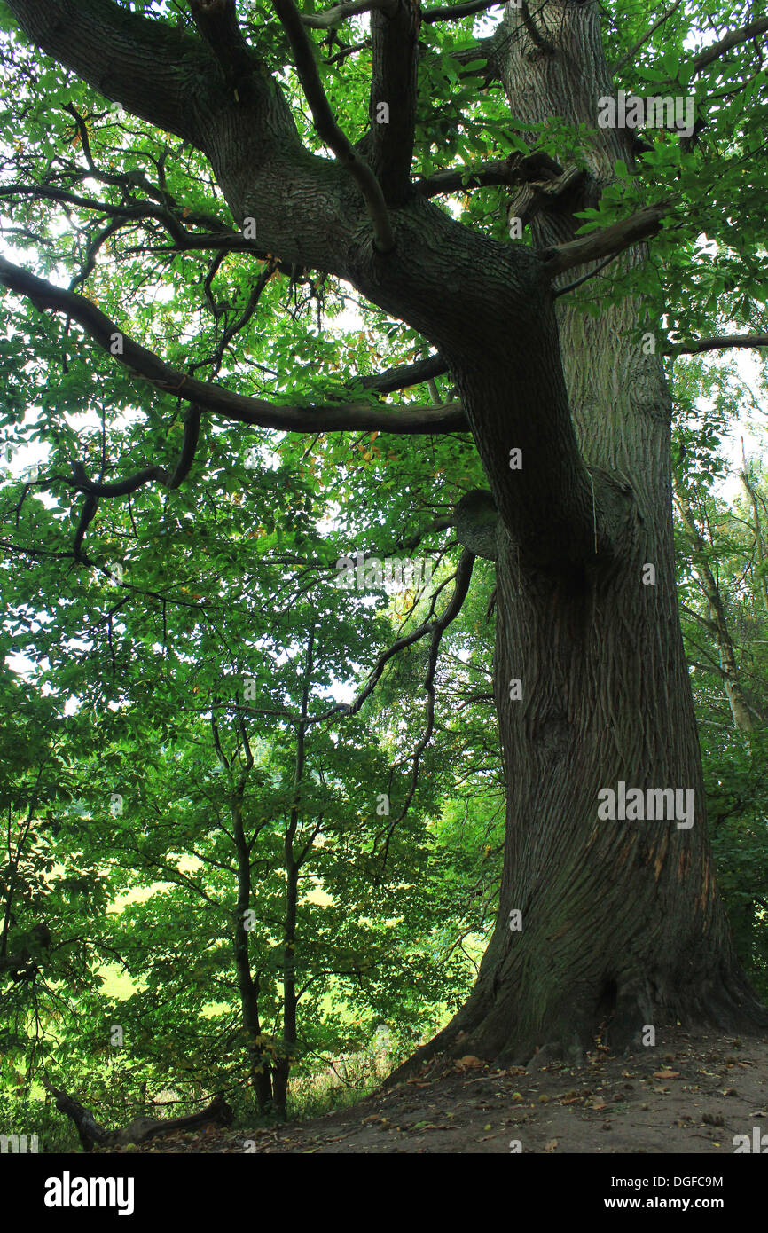 Chestnut tree uk bark hi-res stock photography and images - Alamy