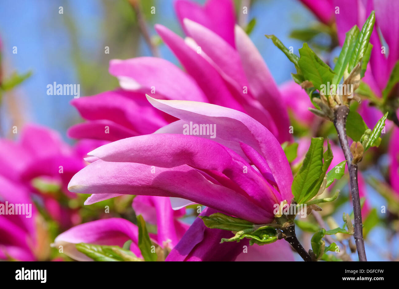Big pink bloom hi-res stock photography and images - Alamy