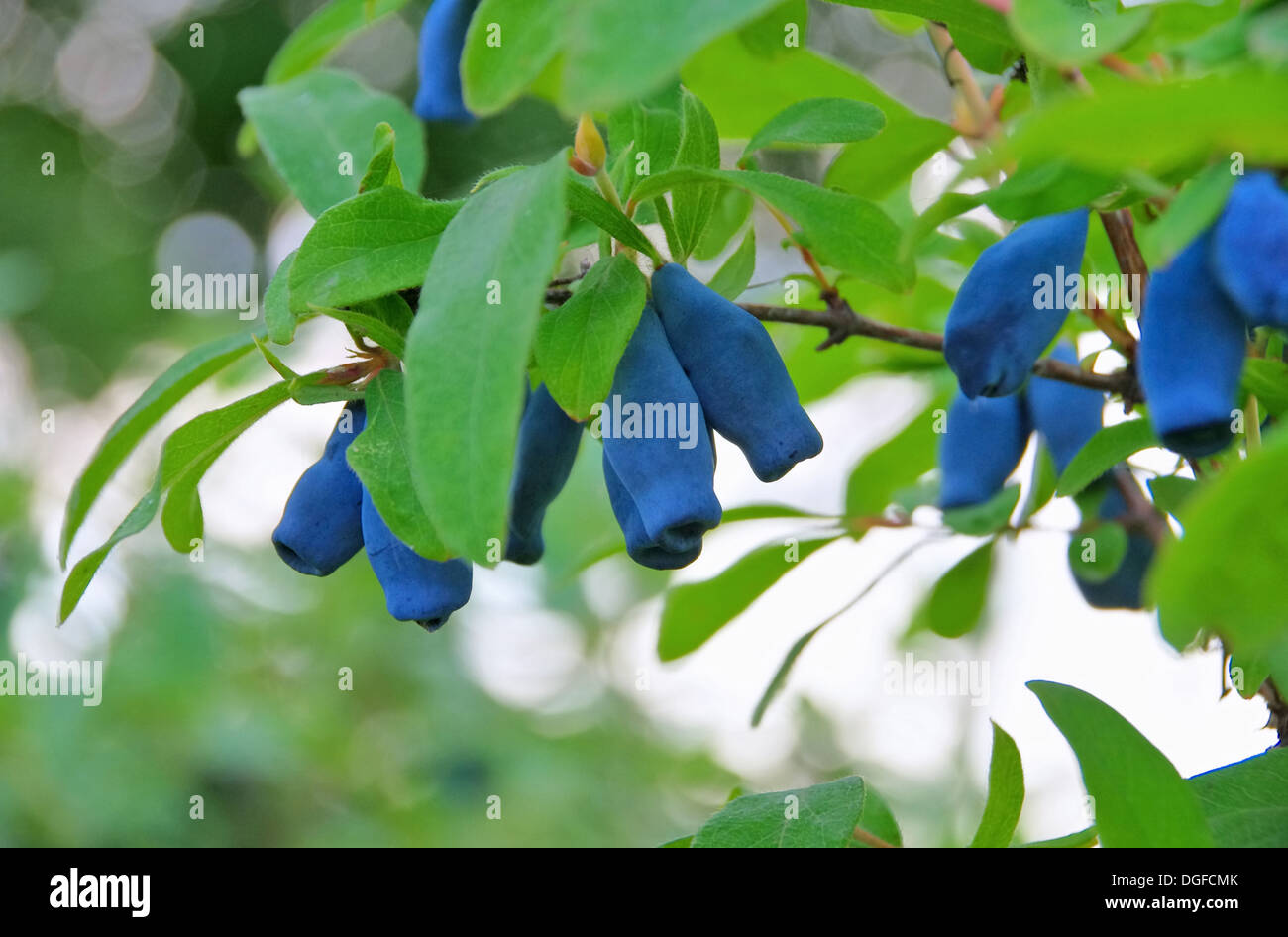 Maibeere - Sweetberry Honeysuckle 01 Stock Photo - Alamy