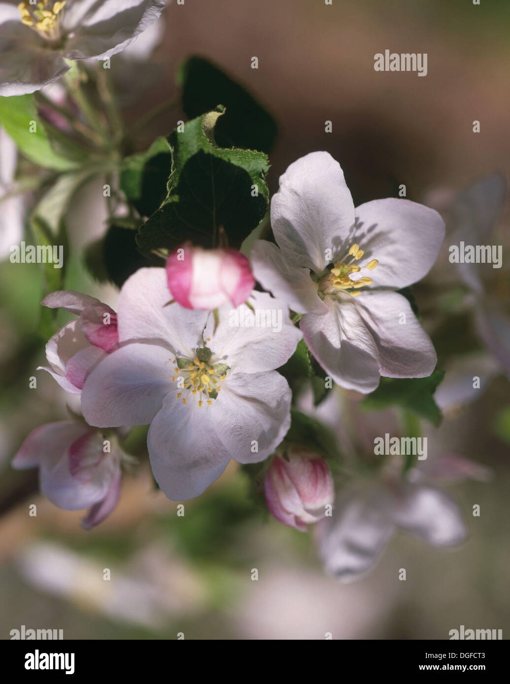 Chelan washington spring hi-res stock photography and images - Alamy