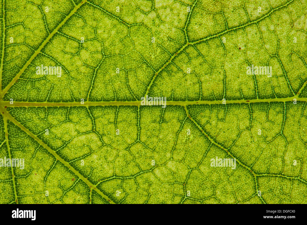 Maple (Acer sp.) leaf structure in transmitted light, beginning ...