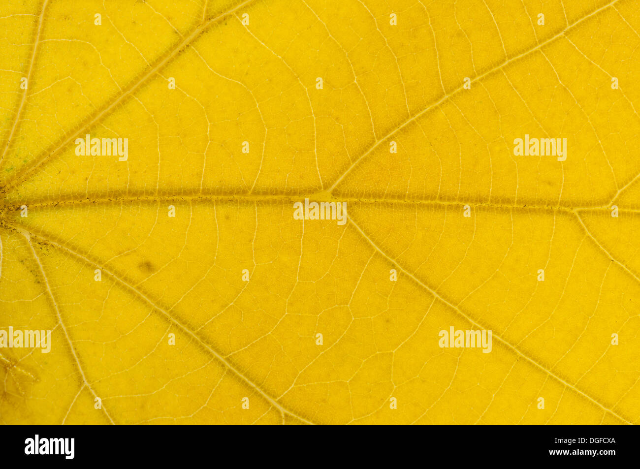 Large-leaved Lime (Tilia platyphyllos) leaf structure in transmitted ...