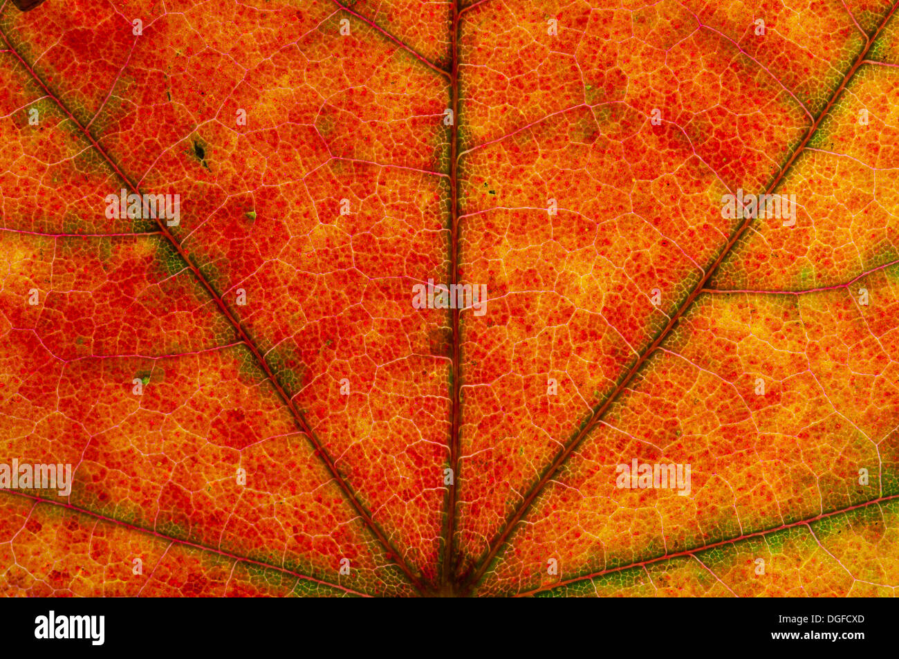 Maple (Acer sp.) leaf structure in transmitted light, autumnal colour ...