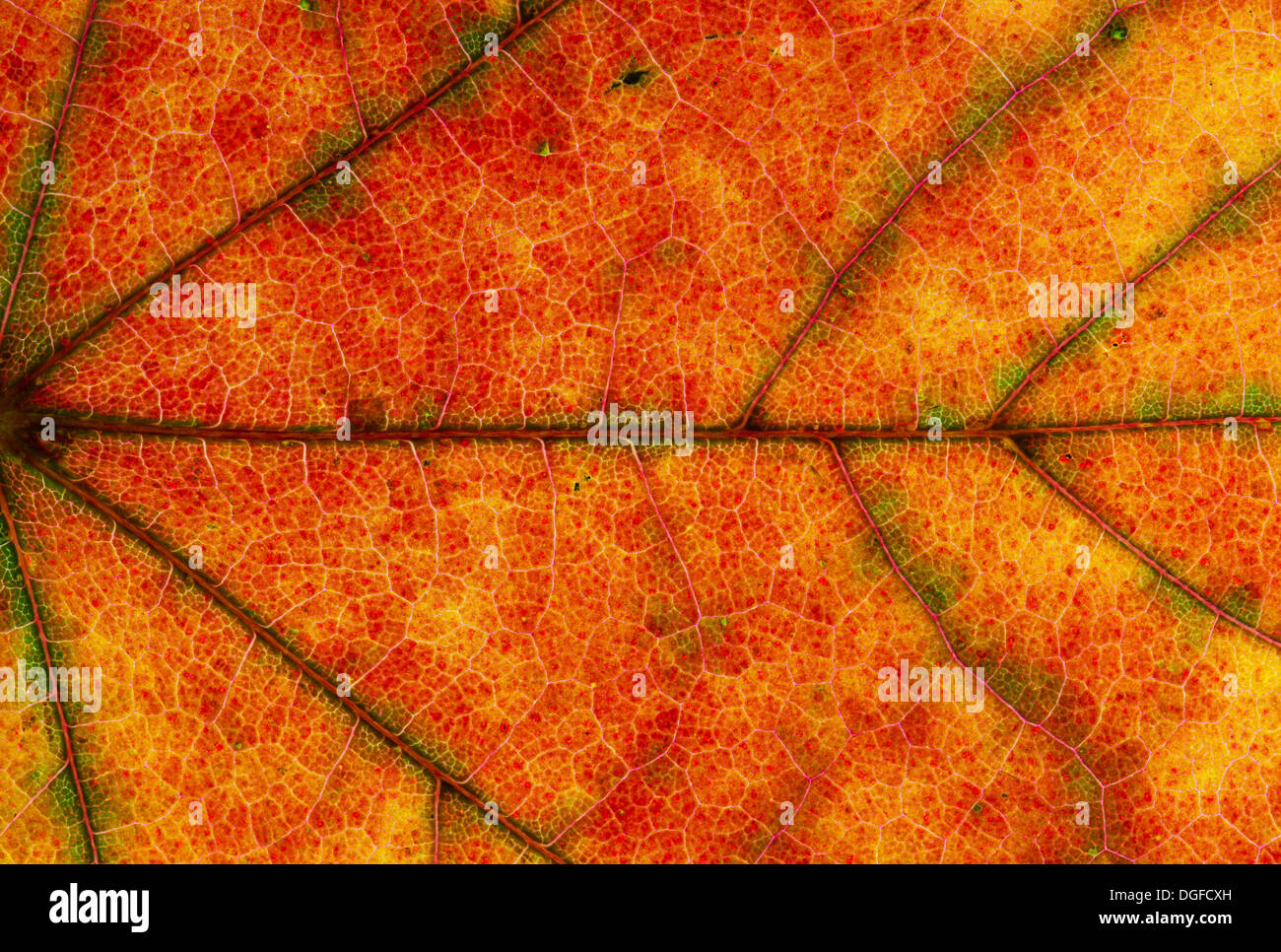Maple (Acer sp.) leaf structure in transmitted light, autumnal colour ...