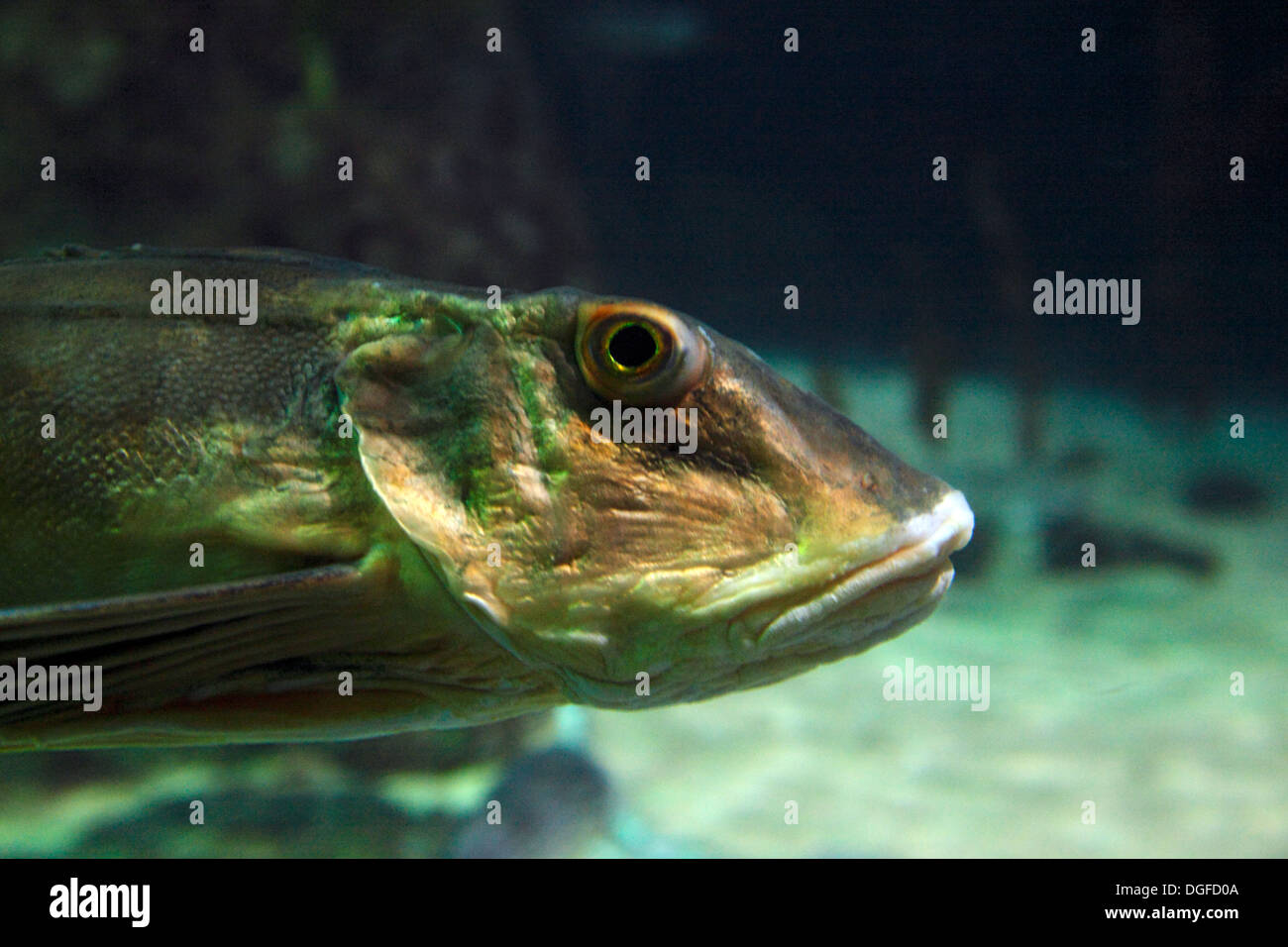 Aquarienfisch hi-res stock photography and images - Alamy