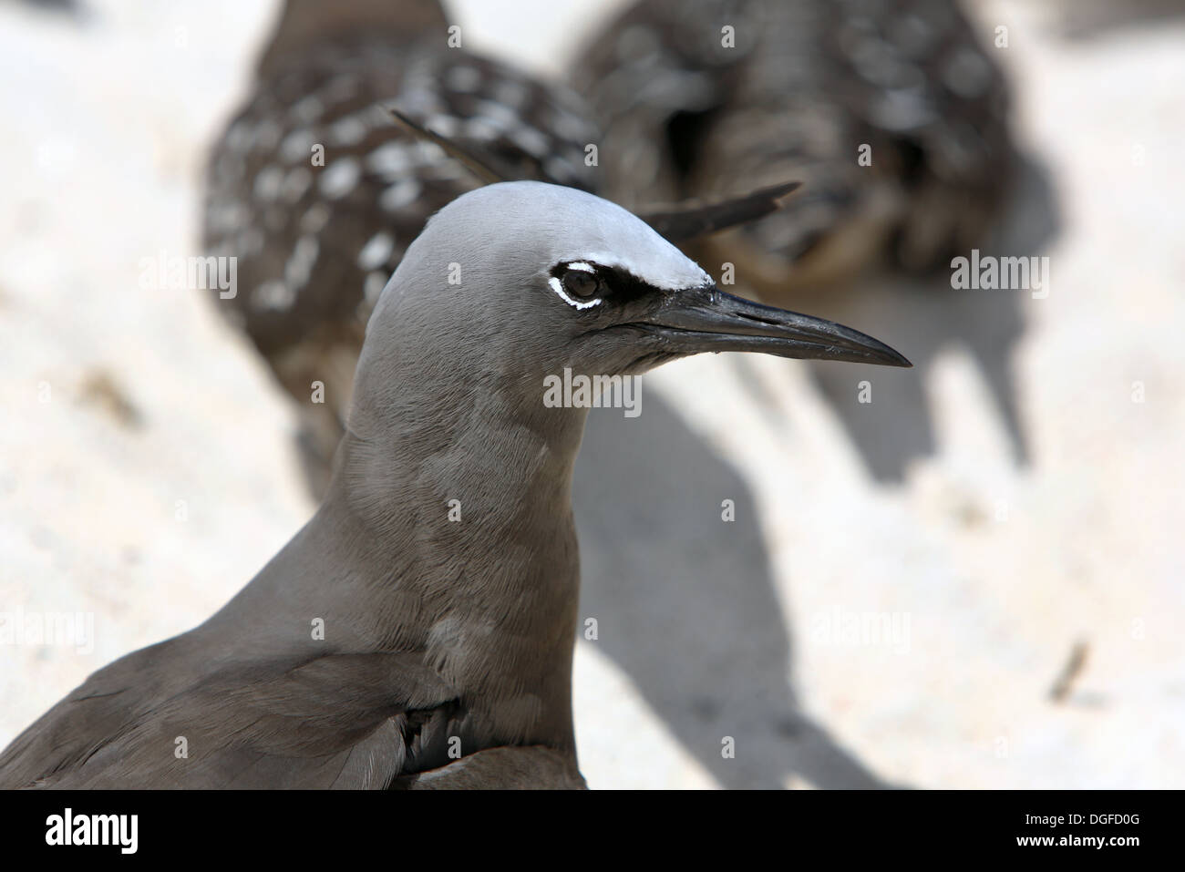 Common Noddy (Anous stolidus). Michelmans Cay on the Great Barrier Reef ...