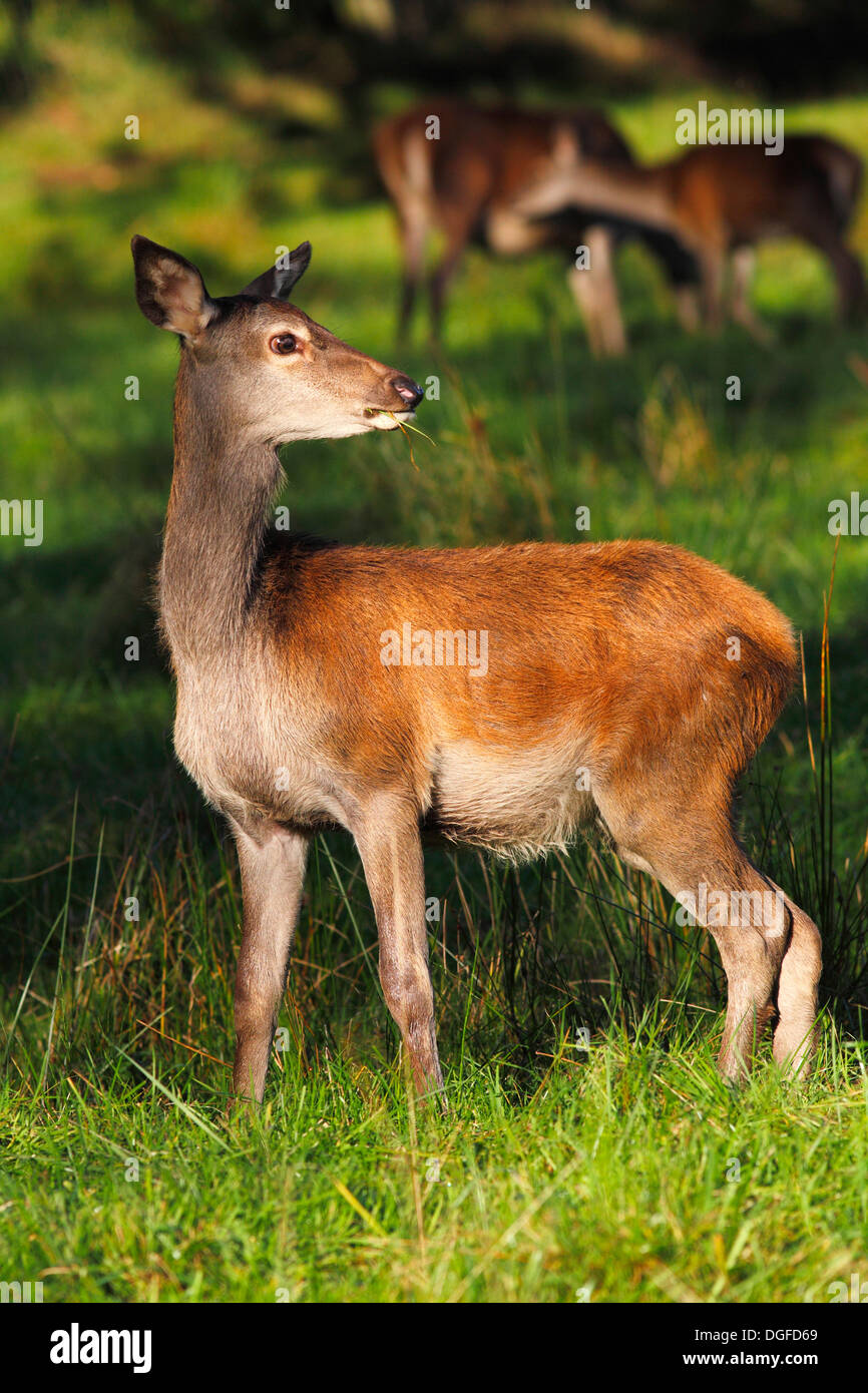 Deer browsing hi-res stock photography and images - Alamy