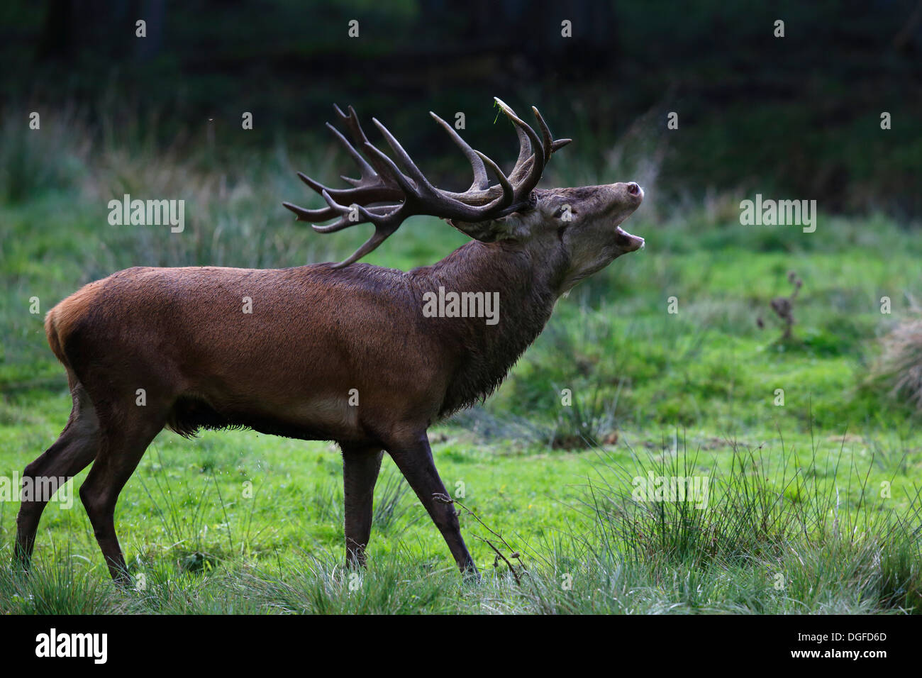 Stag standing at the forest edge hi-res stock photography and images ...