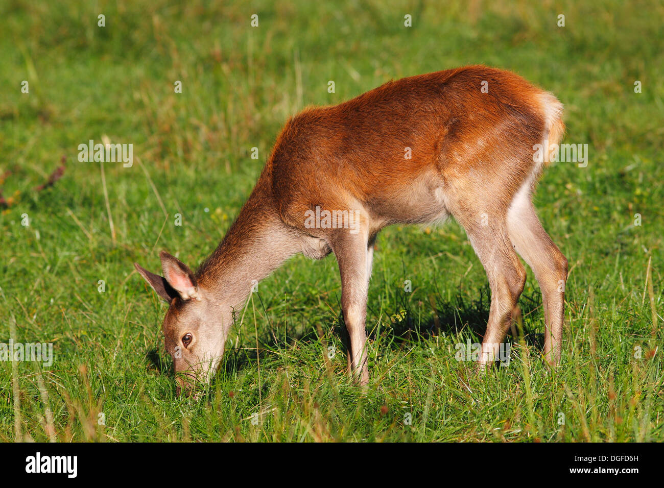 Deer browsing hi-res stock photography and images - Alamy