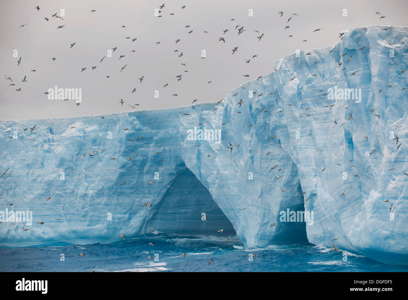 Cape pigeons hi-res stock photography and images - Alamy