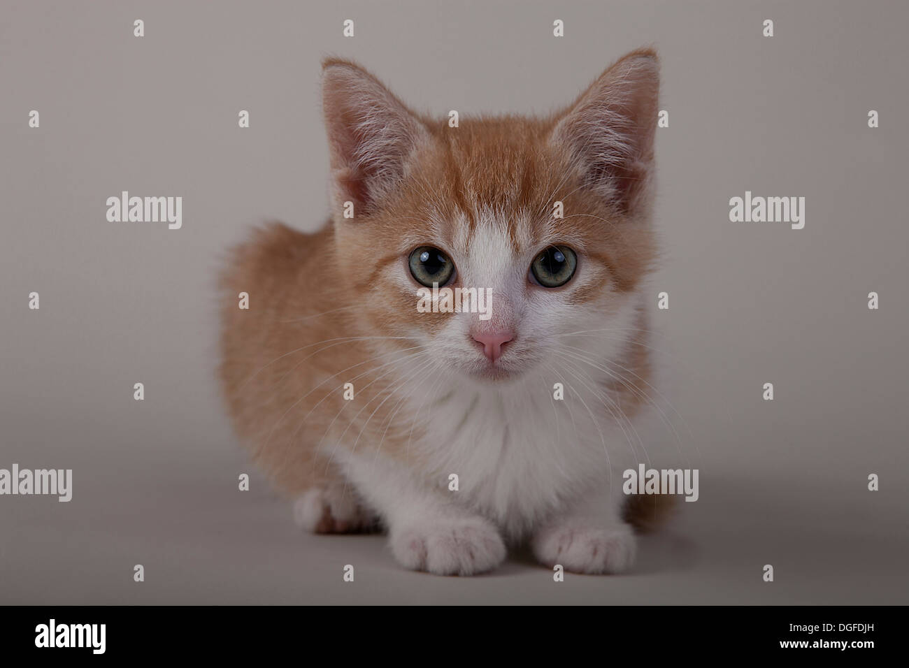 Red tabby hi-res stock photography and images - Alamy
