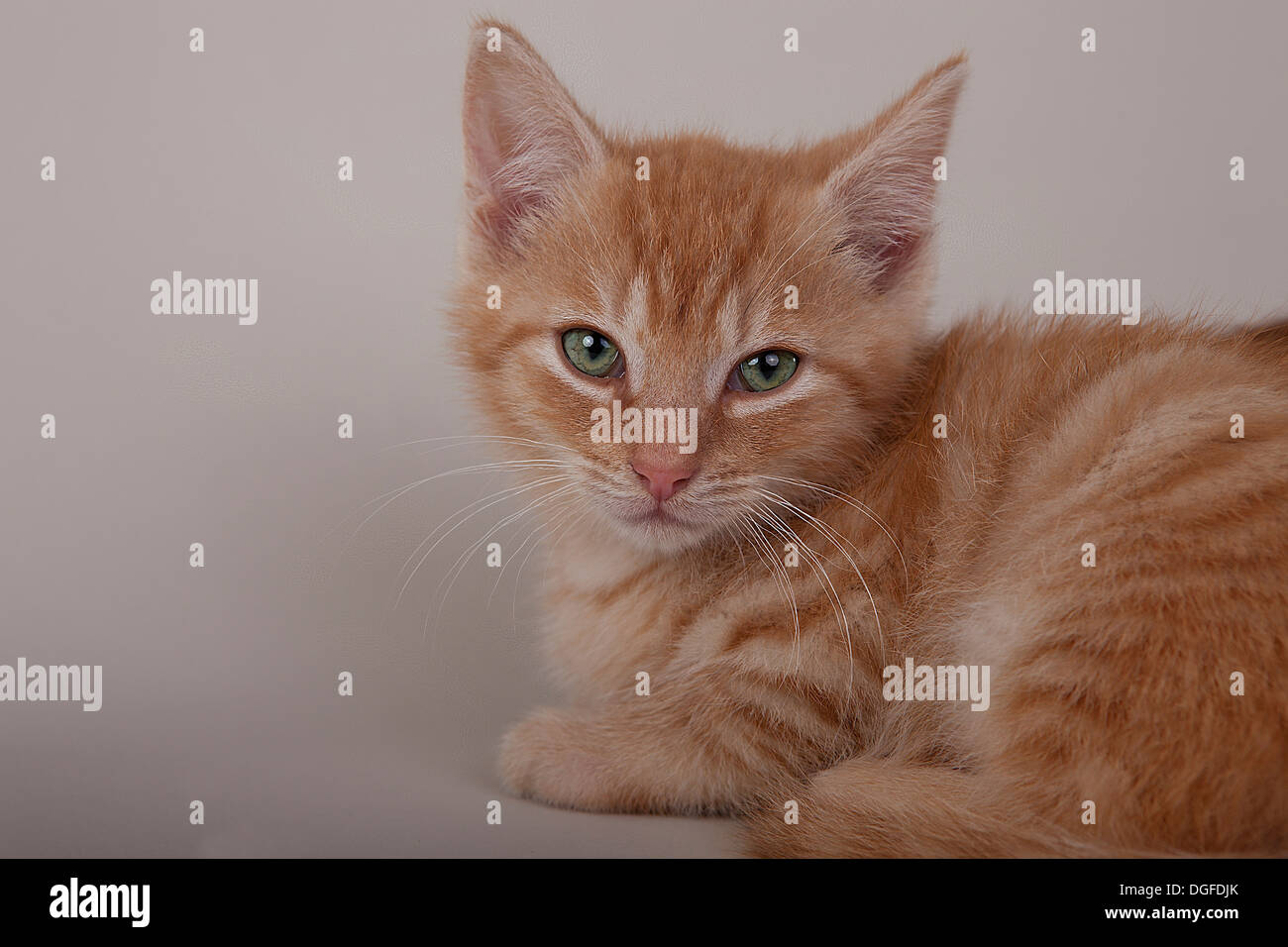 Red tabby kitten Stock Photo - Alamy
