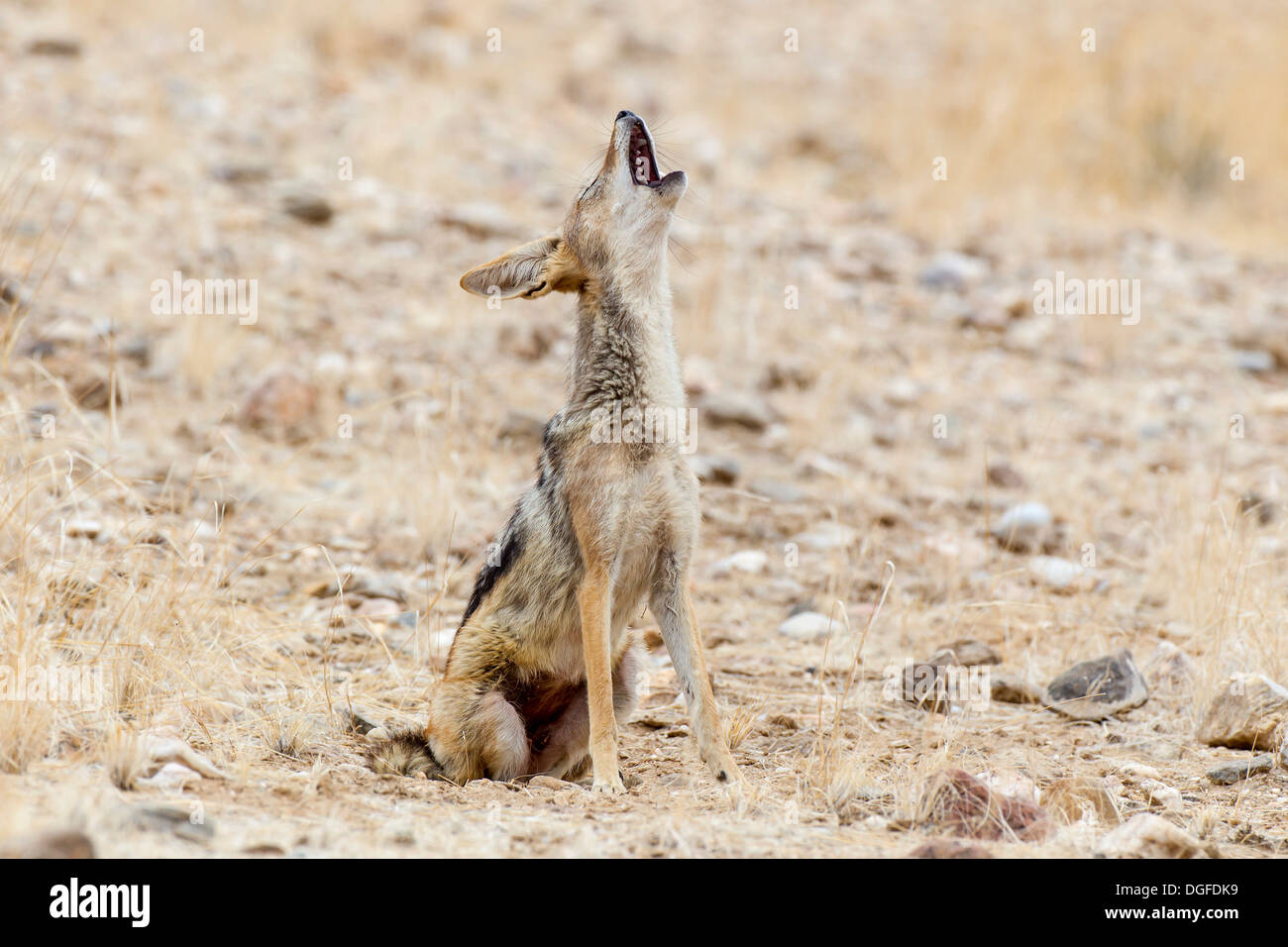 Jackals howling hi-res stock photography and images - Alamy