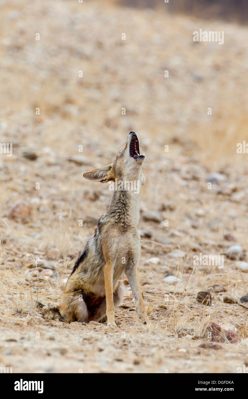 Black backed jackals howling hi-res stock photography and images - Alamy