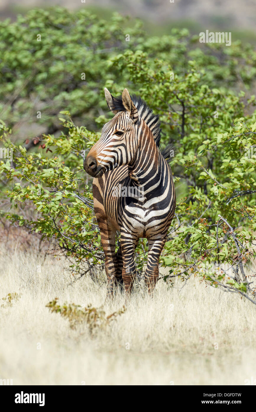 Equus zebra hartmannae hi-res stock photography and images - Alamy
