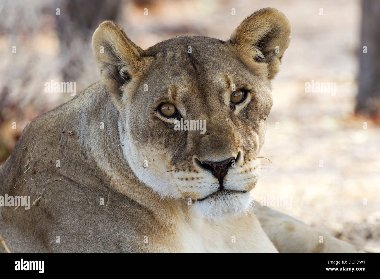 Lioness (Panthera leo), portrait, Etosha National Park, Namibia Stock ...