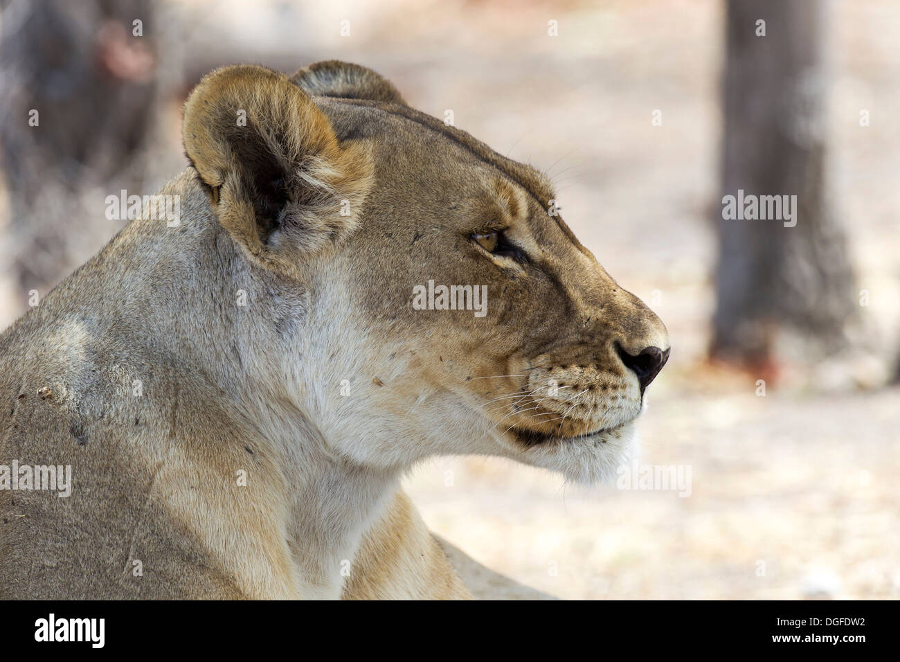 Lioness (Panthera leo), portrait, Etosha National Park, Namibia Stock Photo - Alamy