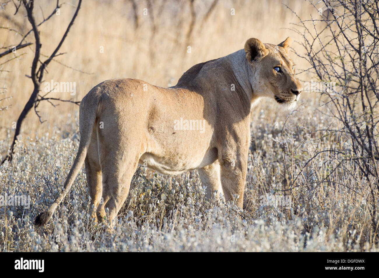Lioness (Panthera leo), blind in one eye, Etosha National Park ...
