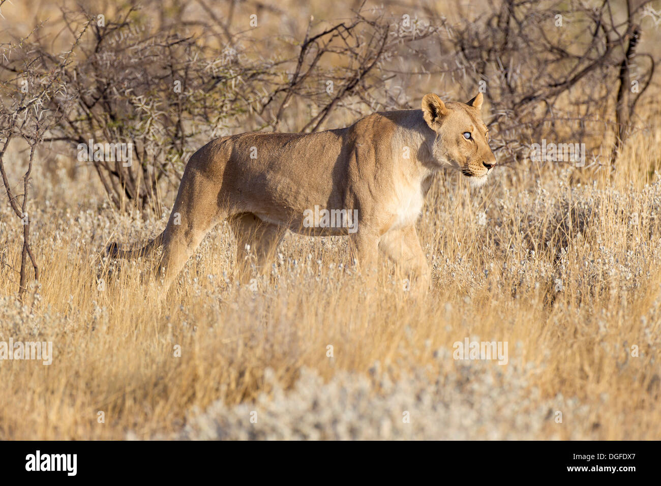 Lioness (Panthera leo), blind in one eye, Etosha National Park ...