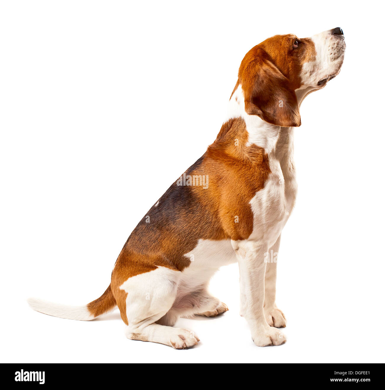 beagle isolated on a white background Stock Photo - Alamy