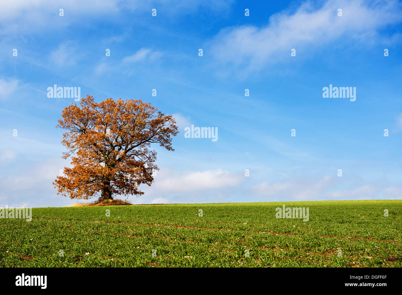 alone orange autumn tree on a green meadow and blue sky with clouds ...