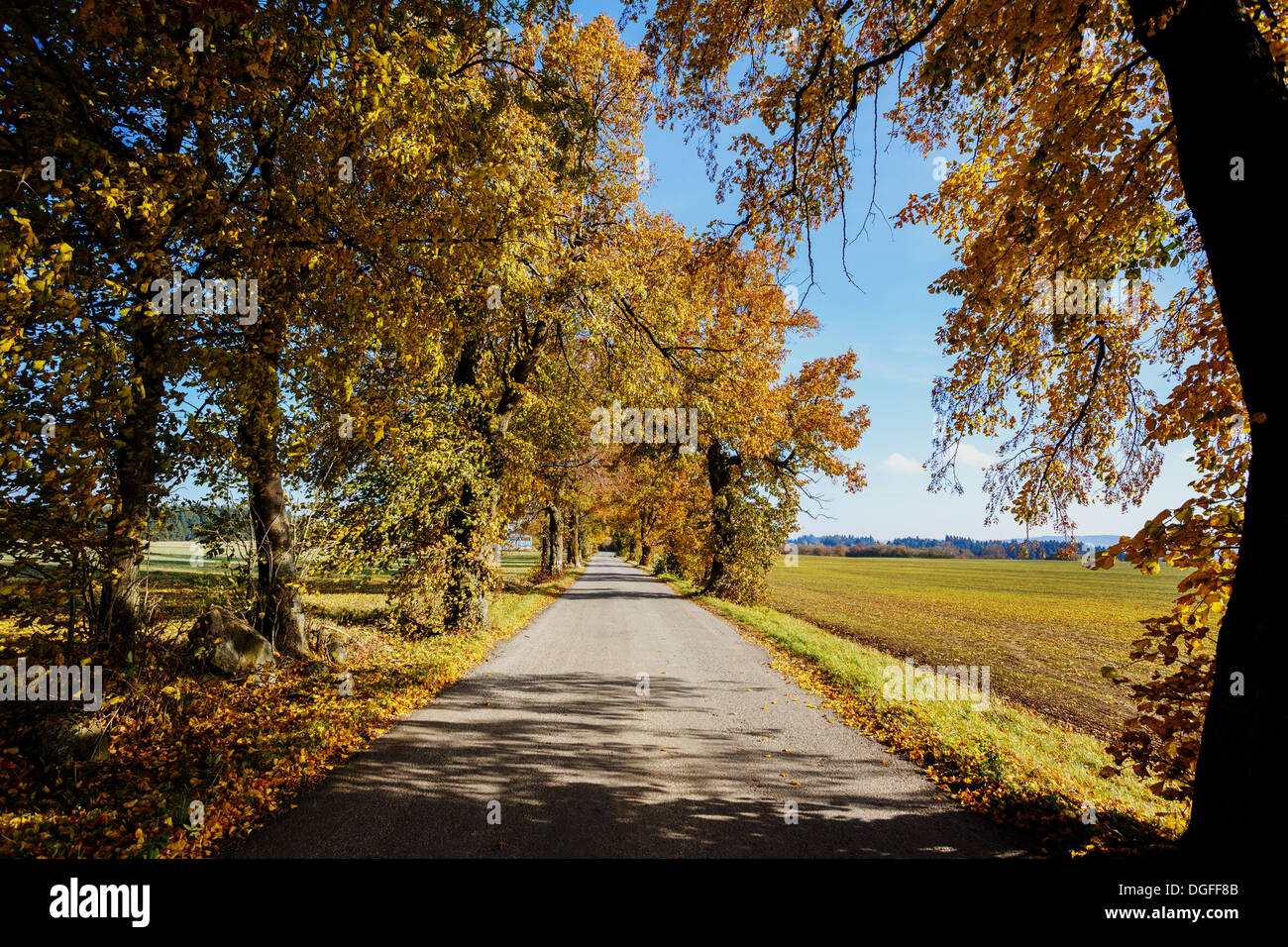 rural road in the autumn with yellow colored trees Stock Photo - Alamy