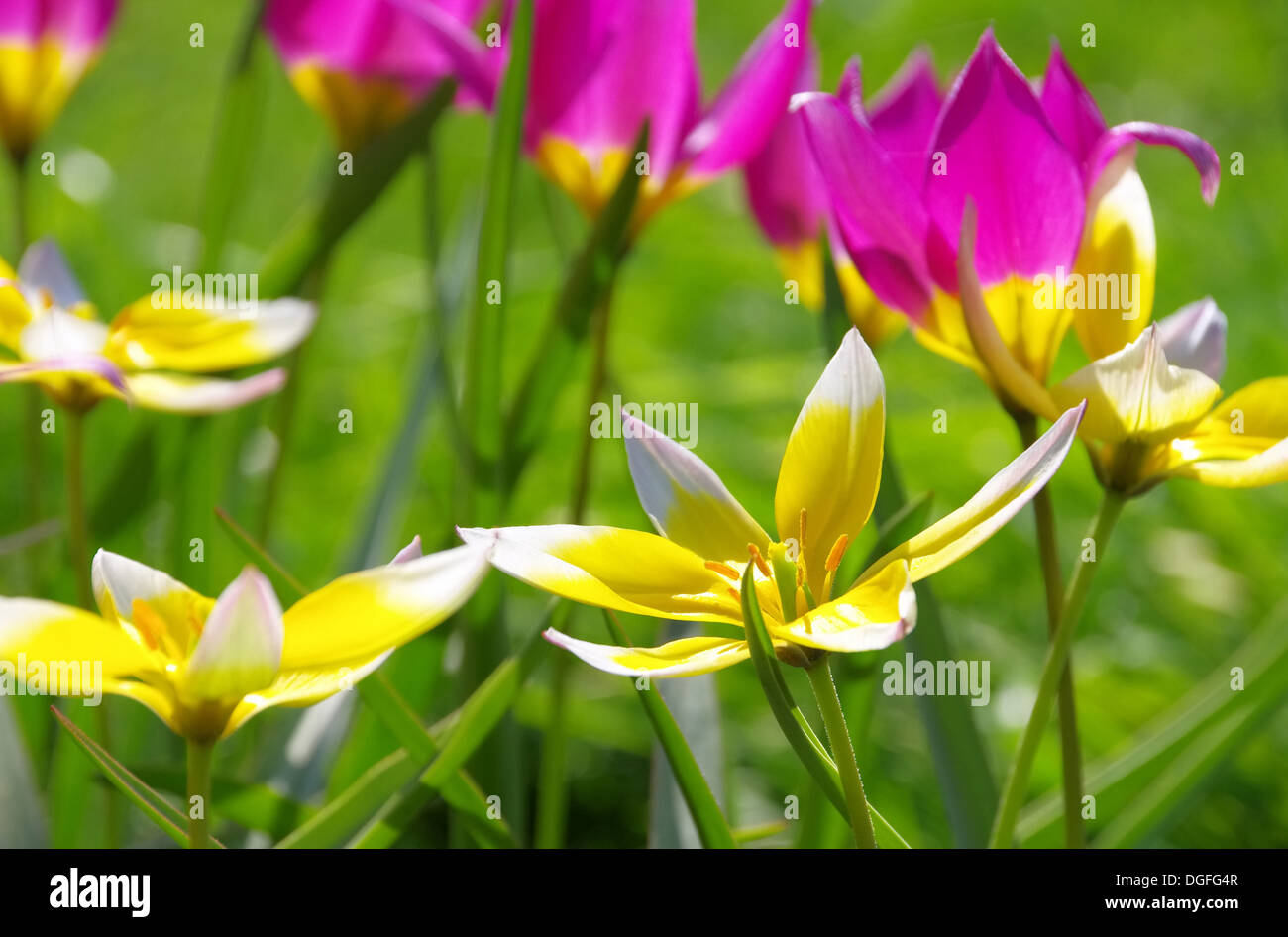 Tulip flower blooming bloom hi-res stock photography and images - Alamy