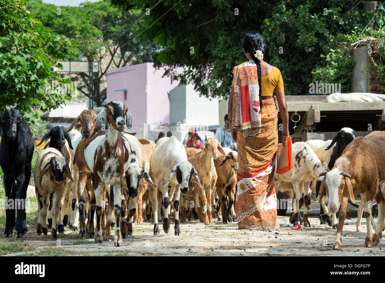 Farming goats in india hi-res stock photography and images - Alamy