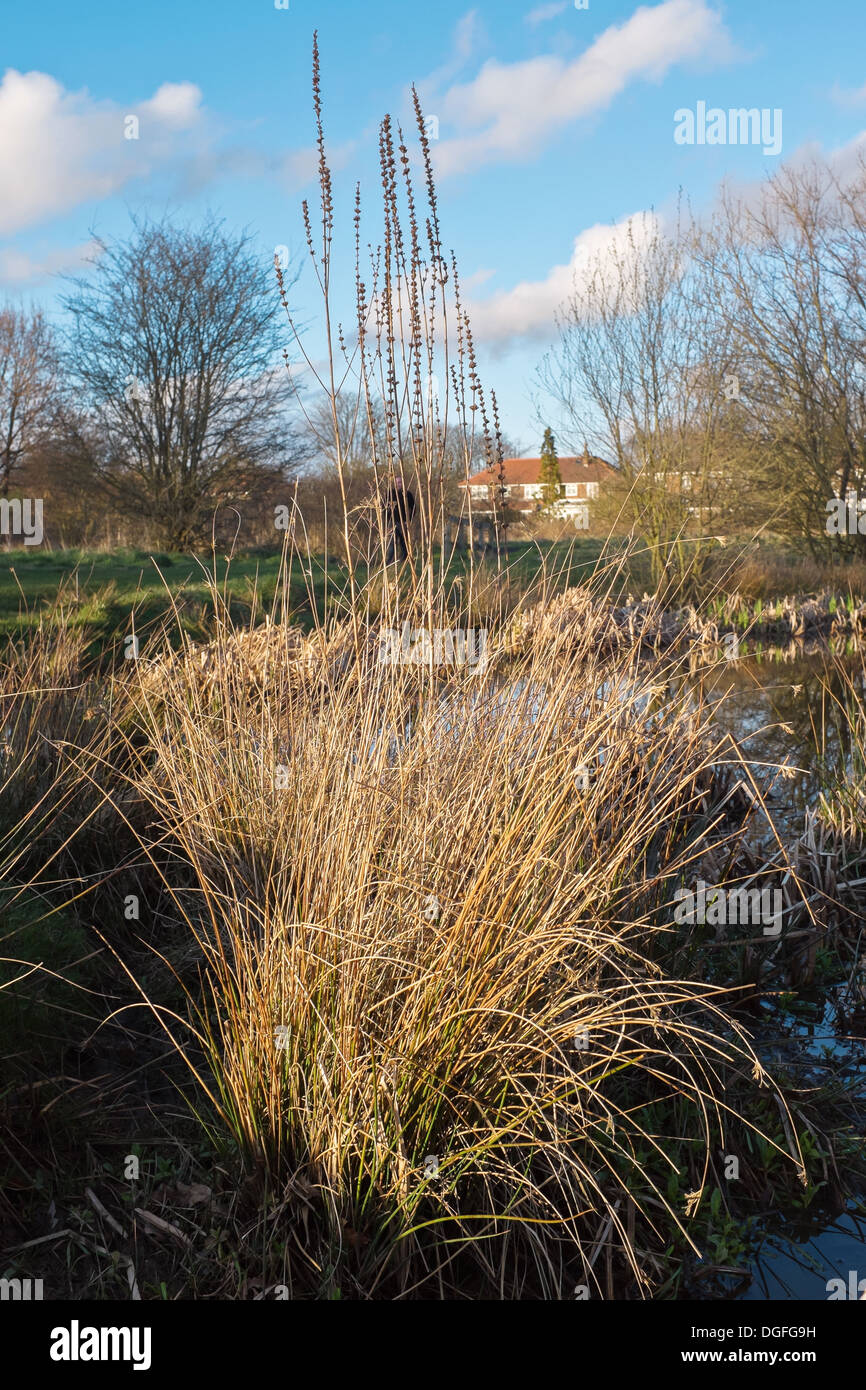 Soft reeds hi-res stock photography and images - Alamy