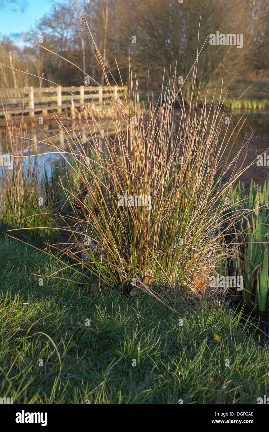 Reeds growing by side of pond Stock Photo - Alamy