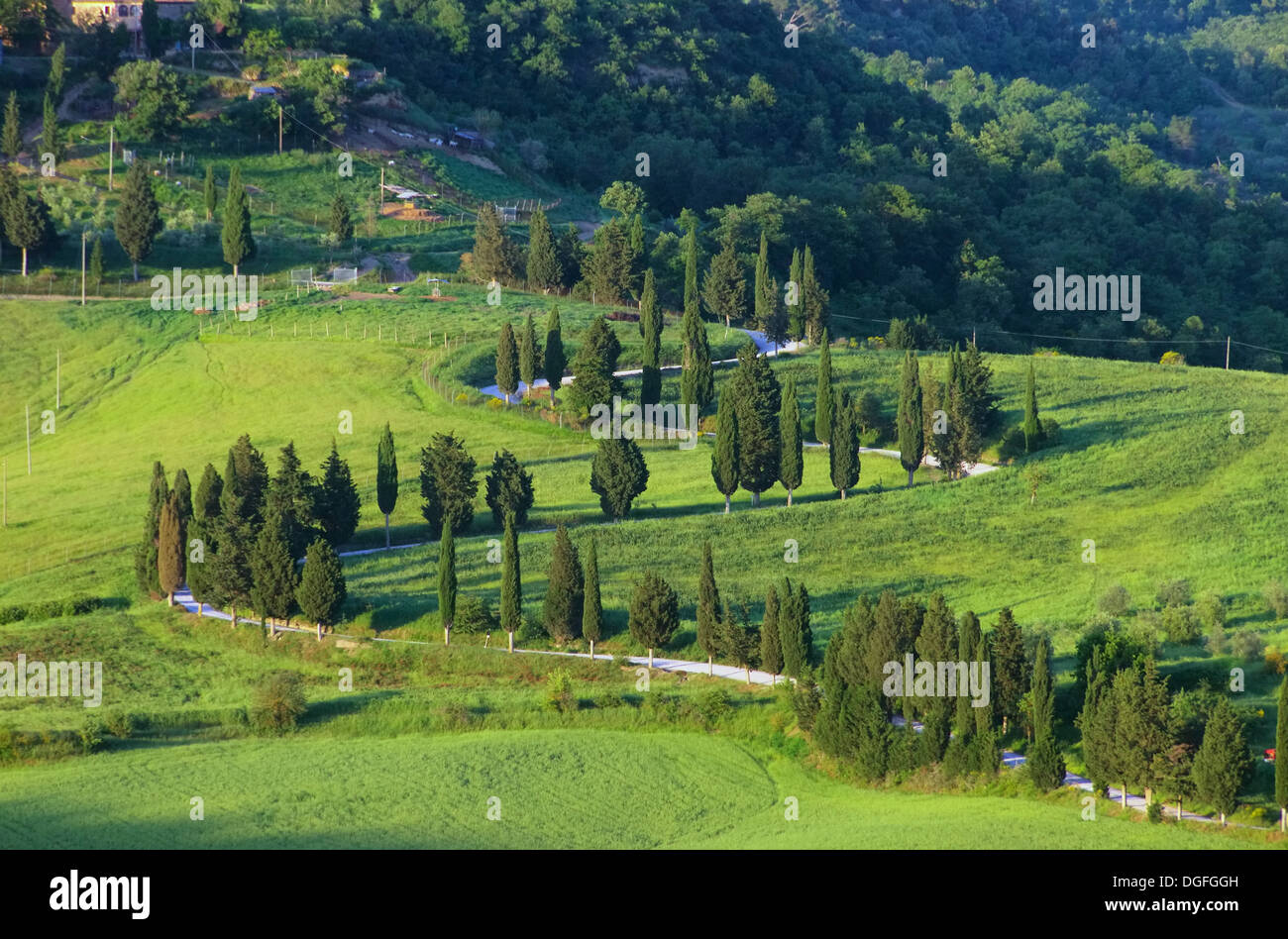 Cypress tree hi hi-res stock photography and images - Alamy