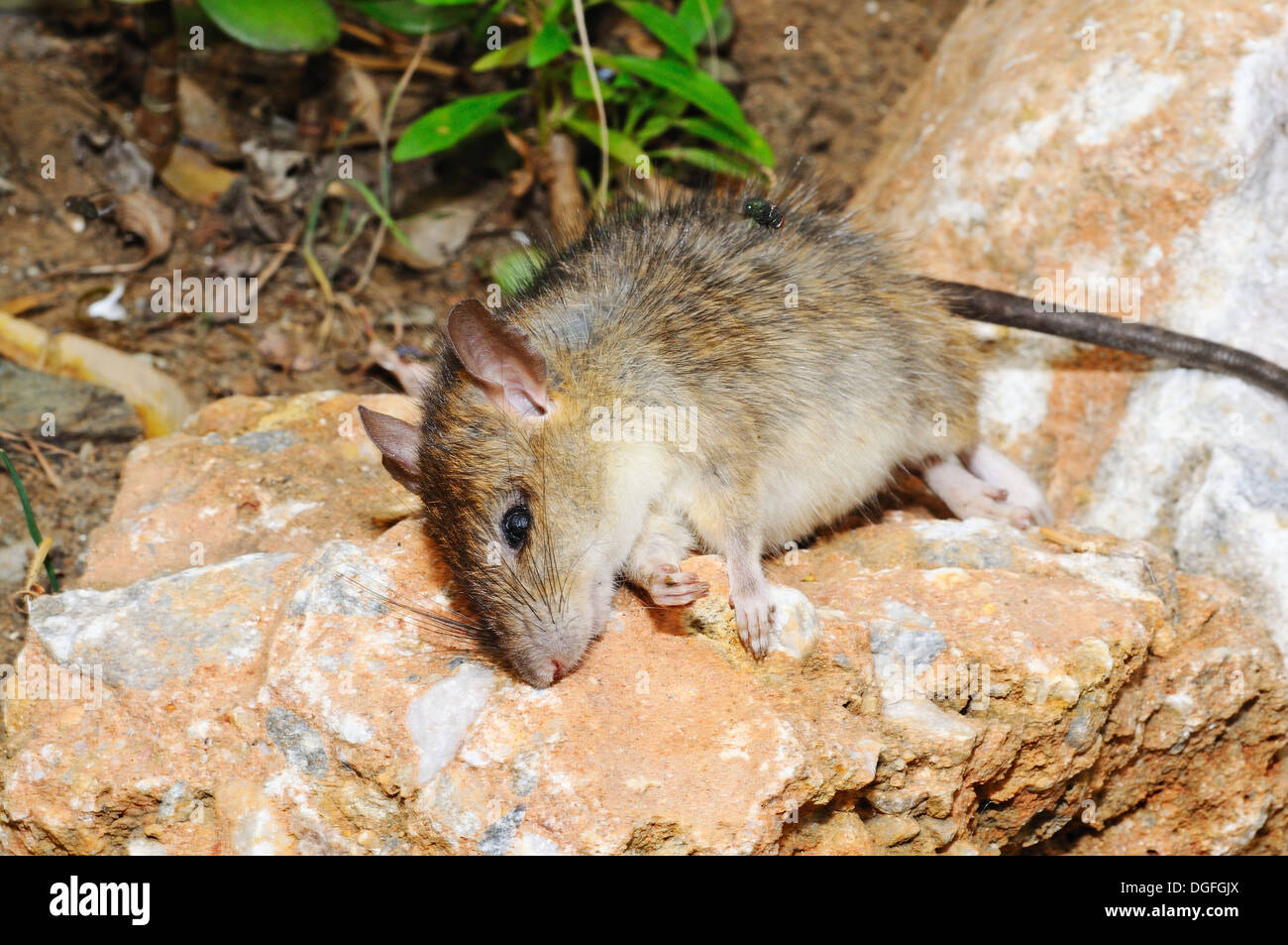 Small dead rat hi-res stock photography and images - Alamy