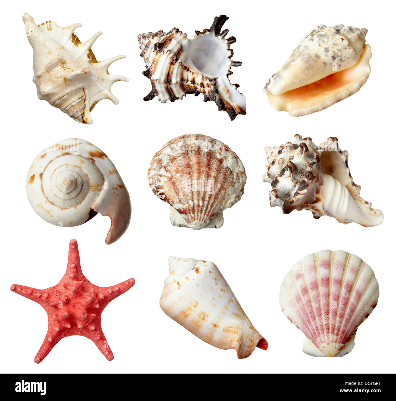 Shell icon sea marine hi-res stock photography and images - Alamy